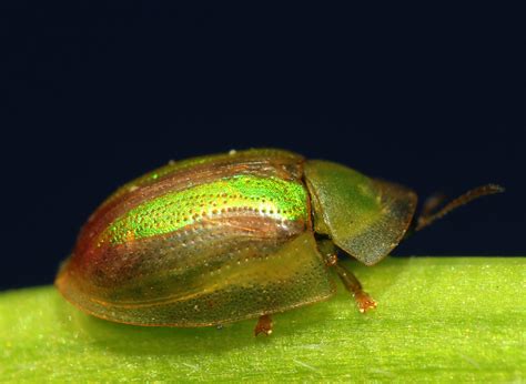 Cassida Vittata Single Shot Rinsects