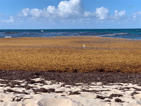 What Is Sargassum Sargassum Map 2025 Laiifg