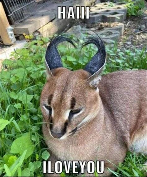 Floppa Meow R Floppa