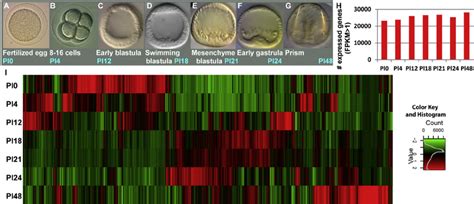 P Lividus Developmental Stages Developmental Transcriptomes And Download Scientific Diagram