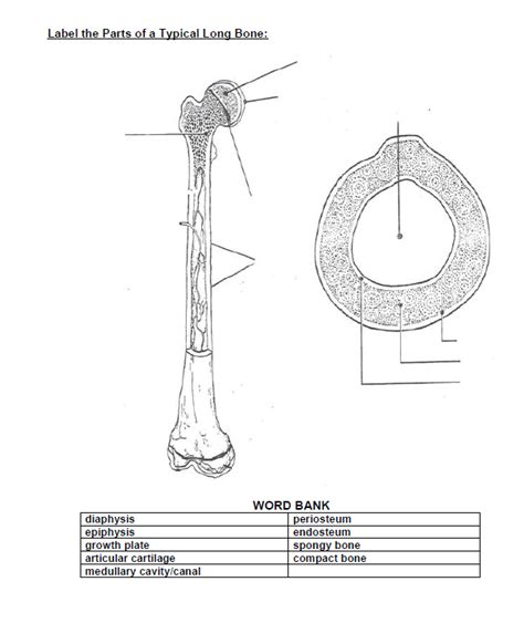Answered Label The Parts Of A Typical Long Bone Bartleby