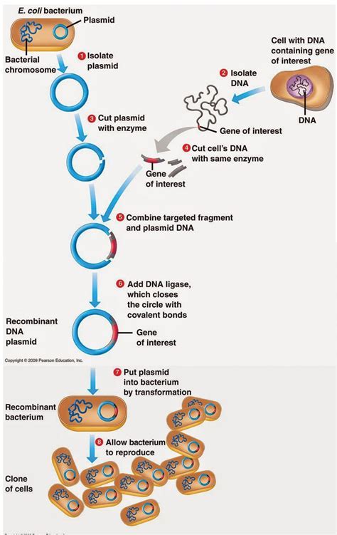 How The Process Of Reproductive Cloning Takes Place