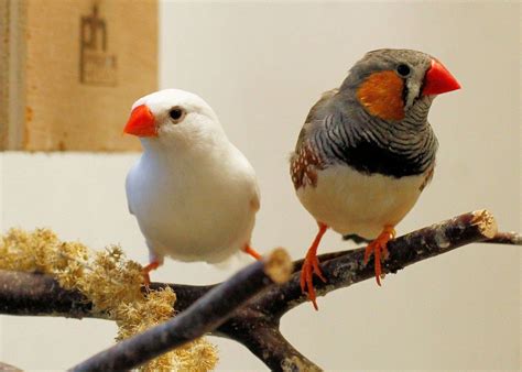 White Female And Normal Male Zebra Finch Zebra Finch Beautiful Birds