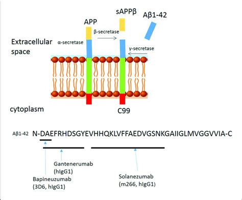 Proteolytic Processing Of Amyloid Precursor Protein And Binding Sites