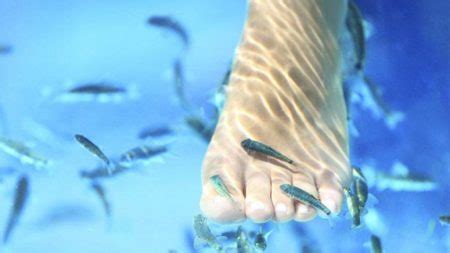 Fish Pedicure Safety Benefits Risks And Ethics Entirely Health