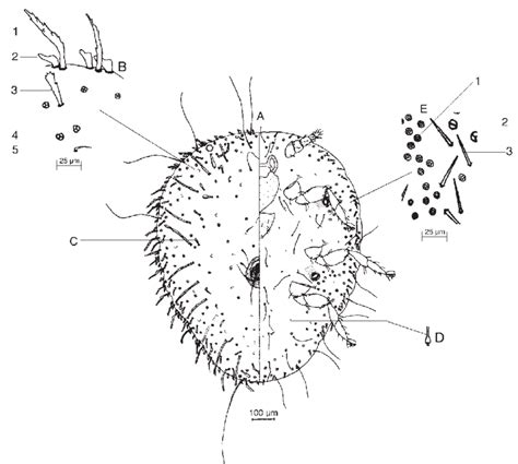 Second Instar Female Of Stictococcus Vayssierei A General View