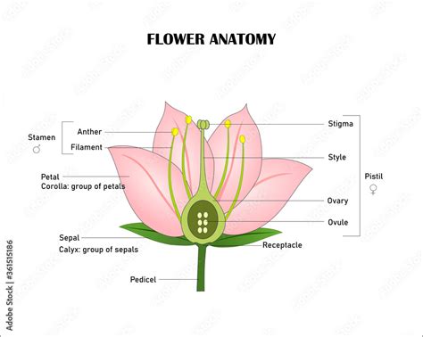 Angiosperm Flower Morphology Cross Section Detailed Diagram With