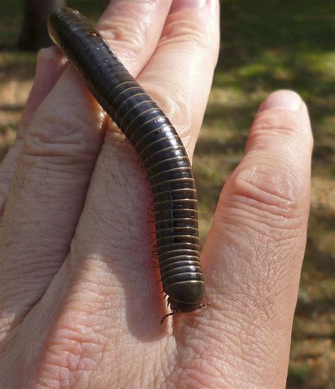 9 Tickle Bug Ideas Millipede Cool Bugs Bugs And Insects