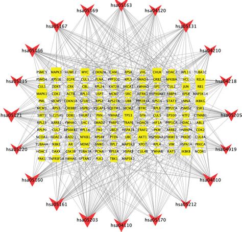Gene Pathway Network Of Sle Onfh Download Scientific Diagram
