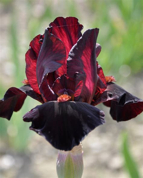 12 Vibrant Iris Varieties To Add Year Round Colour To Your Garden