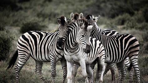Group Of Zebras Standing Green Grass Field Black And White Photography