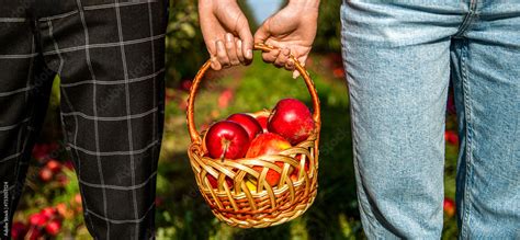 Picking Apples A Man With A Full Basket Of Red Apples In The Garden Organic Apples Woman And