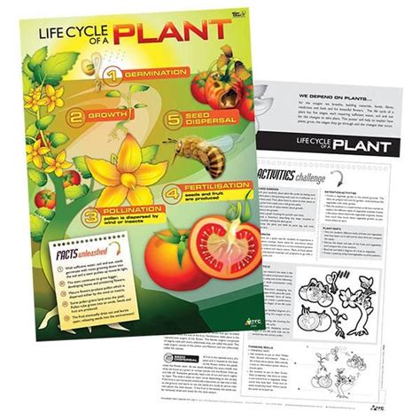 Lifecycle Of A Plant Poster Science First
