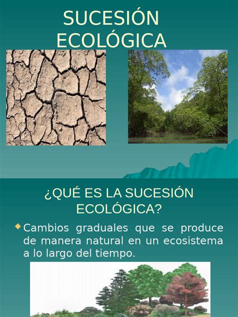 Sucesion Ecologica Pdf Ecología Ecosistema