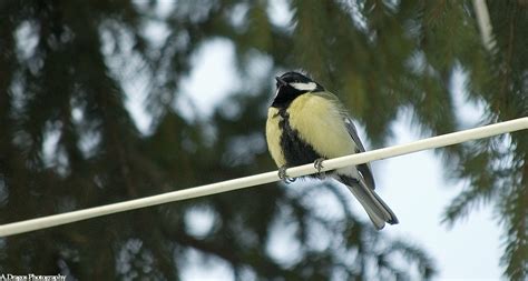 Urmărind Natura Piţigoiul