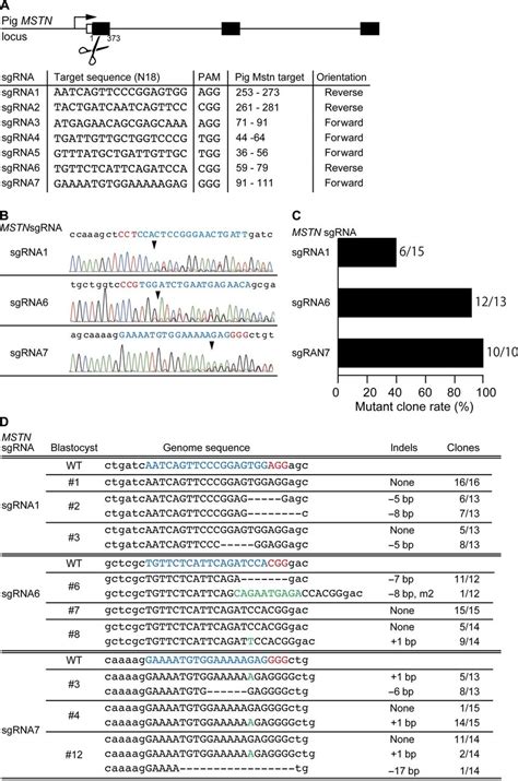 Genome Editing Of The Mstn Gene A Genomic Structure Of The Mstn Download Scientific Diagram