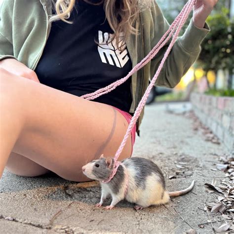 Bearded Dragon Candy Corn Costume Sweater Halloween Lizard Sweater