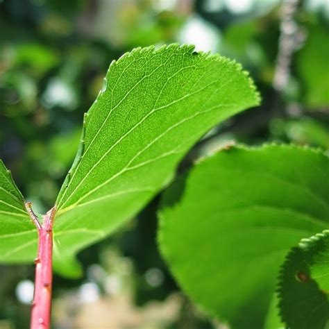 Shaik Naimatullah Youtube