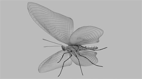 Chimaera Butterfly 3d Model Turbosquid 2008513