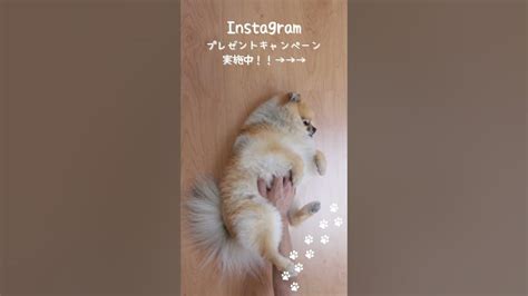 インスタ インスタグラム Instagram メルカリshops うちの子が可愛いすぎる ねこのきもち いぬのいる暮らし