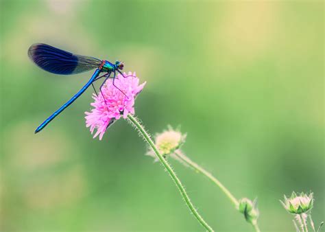 17 Plants That Attract Dragonflies To Your Garden