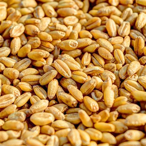 Yaj Exim Wheat Seeds Samriddh Vyapar