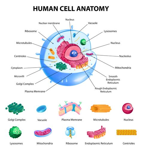 Histology Of Cell Structure And Components Of Cells Doct Med