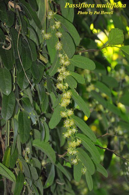 Passiflora Multiflora