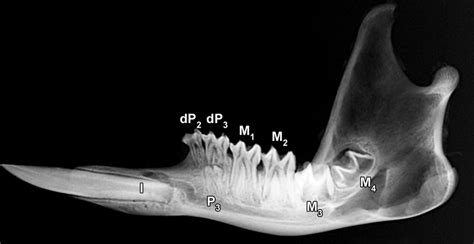 Kangaroo Teeth Anatomy