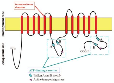 The Roles Of Abca12 In Keratinocyte Differentiation And Lipid Barrier
