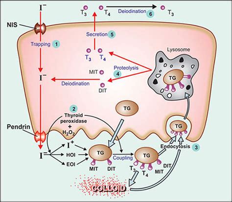 Thyroid Hormone Synthesis Pathway