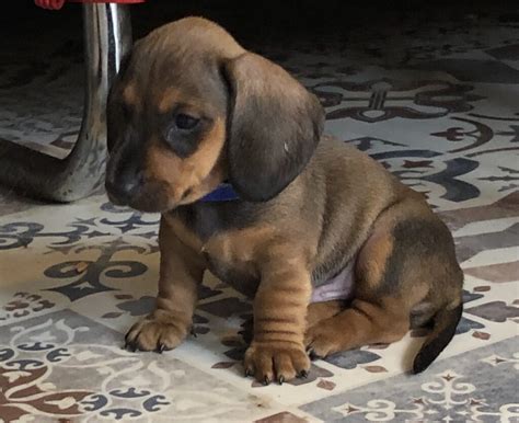 Sten Sture En Liten Tax Kennel Prefix