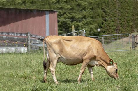 Little River Nucleus De Jersey Topper In Nieuw Zeeland Crv