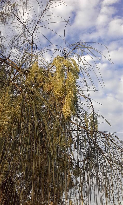 Hakea Lorea”bootlace Oak” Paten Park Native Nursery