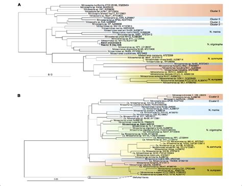 Maximum Likelihood Phylogenetic Tree Of Proteobacterial Amoa Gene