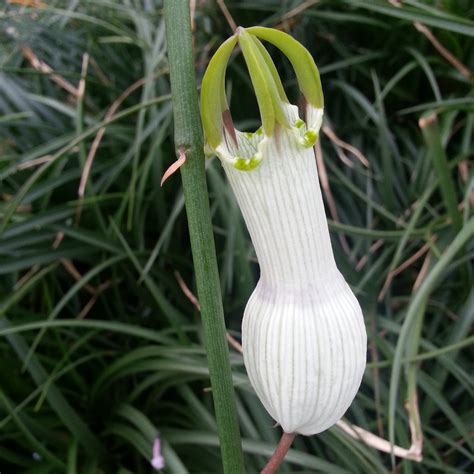Ceropegia Ampliata Condom Plant Collectors Online