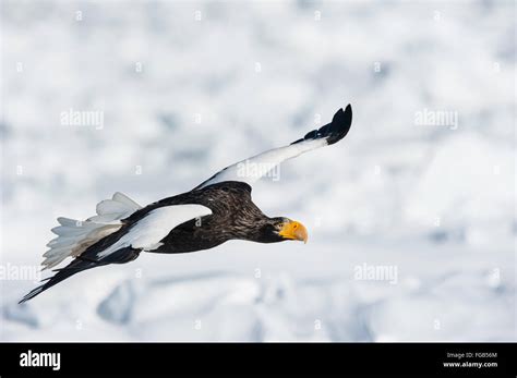 Stellers Sea Eagle Haliaeetus Pelagicus Rausu Offshore Hokkaido