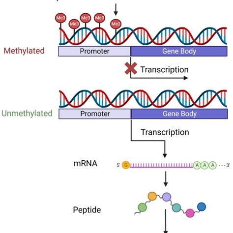 Diagram Showing The Process Of Dna Methylation And How Methylation At Download Scientific