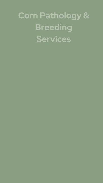 Video Corn Pathology And Breeding On Linkedin Research Projects