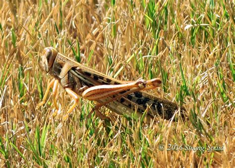 Grasshopper Camouflage Before I Forget