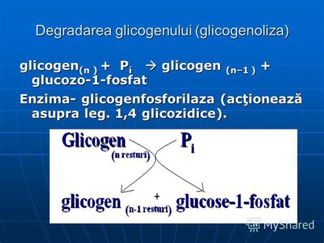 Презентация на тему Obiectivele 1 Rolul Biologic Al Glucidelor
