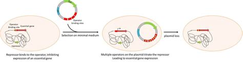 Scheme 2 Plasmid Selection And Maintenance By Operator Repressor Download Scientific Diagram
