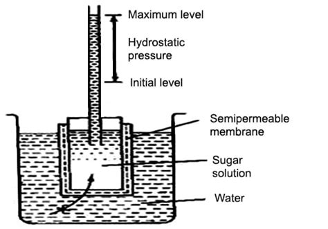 Determination Of Osmotic Pressure By Pfeffers Method Qs Study