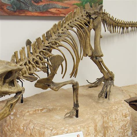 18 Plant Eater Dinosaur