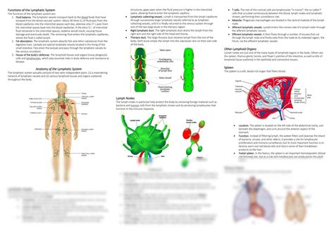 Lymphatic System Nursing302 Professional Nursing Practice Auckland Thinkswap