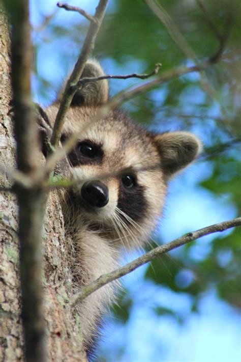 Raccoon Caught Stealing From Bird Feeder
