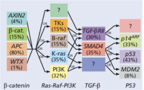 Cancer Final Multiple Choice Flashcards Quizlet