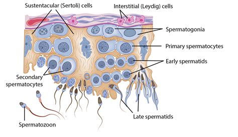 Testes Diagram Labeled