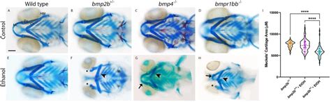 Mutation In The Bone Morphogenetic Protein Signaling Pathway Sensitize