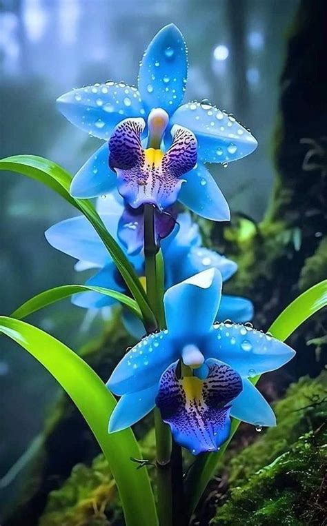 Blue Orchid Flower Images